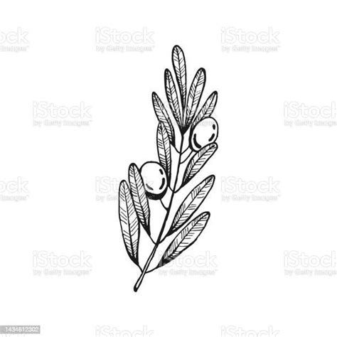 올리브 가지 올리브 과일은 나뭇잎과 올리브 가지와 함께 뭉치 손으로 그린 그림이 벡터로 변환되었습니다 건강한 식생활에 대한 스톡