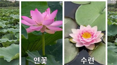 287 연꽃 수련 연꽃수련비교 목련 나무에피는연꽃 잠자는연꽃 숲보기 숲해설가 서기영 Youtube