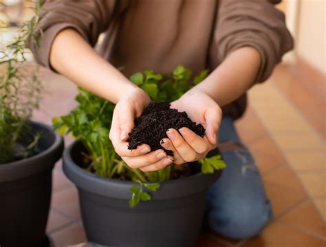 Tips For Reusing Potting Soil Backyard Boss