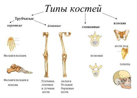 Хром Хелат: инструкция по применению препарата - Med36.com
