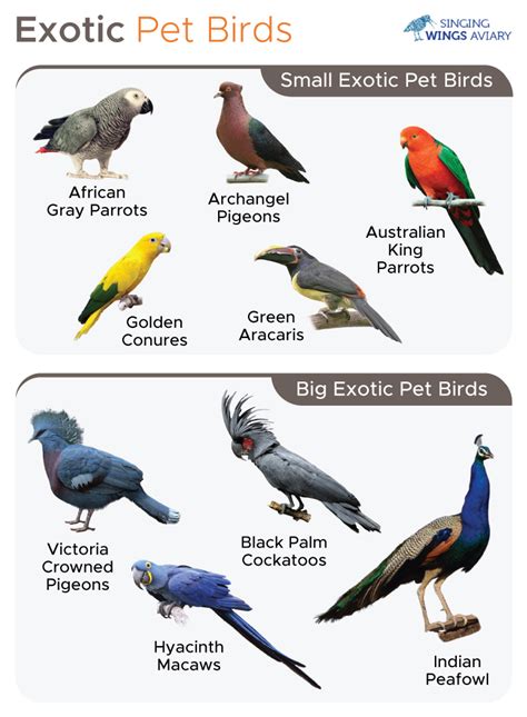 Exotic Birds Names