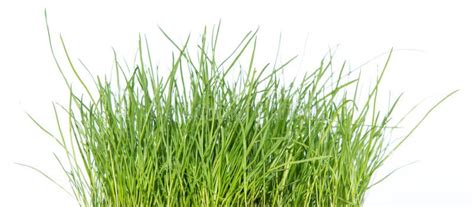 Grass Isolated On White Side View Stock Image Image Of Horizontal