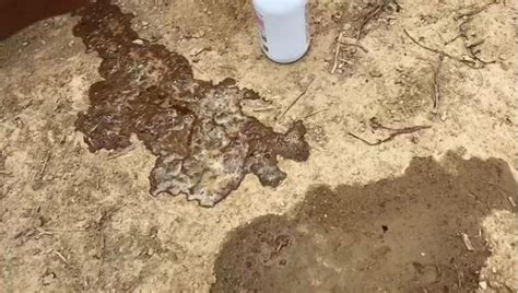 Phosphite Vs Phosphate News Qingdao Re Green Biological Technology Co Ltd