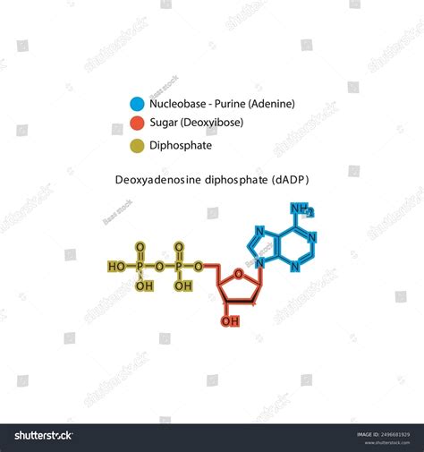 Deoxyadenosine Diphosphate Dadp Skeletal Structure Schematic Stock Vector Royalty Free
