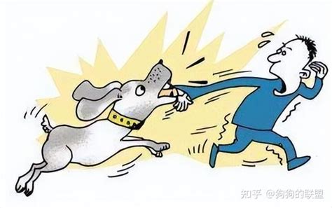 从 牙齿状况”看狗狗年龄，超准哦 知乎