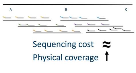 A Basic Introduction To Linked Reads 10x Genomics
