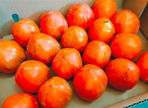 干し柿に最適！ずっしり甲州百目柿【約5㎏・渋柿】：山梨県産の甲州百目柿｜食べチョク｜産地直送産直お取り寄せ通販 農家・漁師から旬の食材を直送