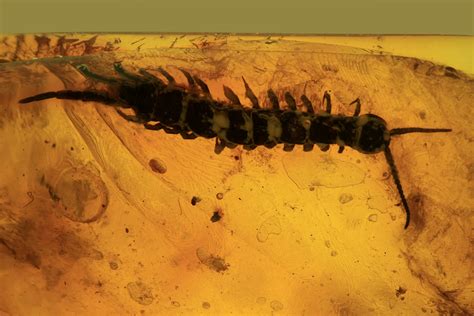 Detailed Fossil Centipede Chilopoda In Baltic Amber Rare 87112