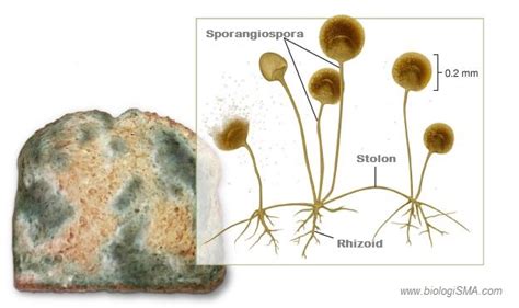 Struktur Jamur Roti Homecare24