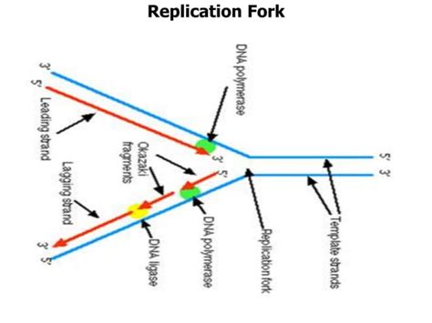 Nucleotides 1 Pptx Presentation On Nucleotides Structure Ppt