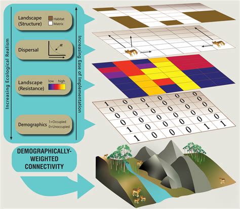 Demographically‐weighted Connectivity Considers Three Core Components Download Scientific