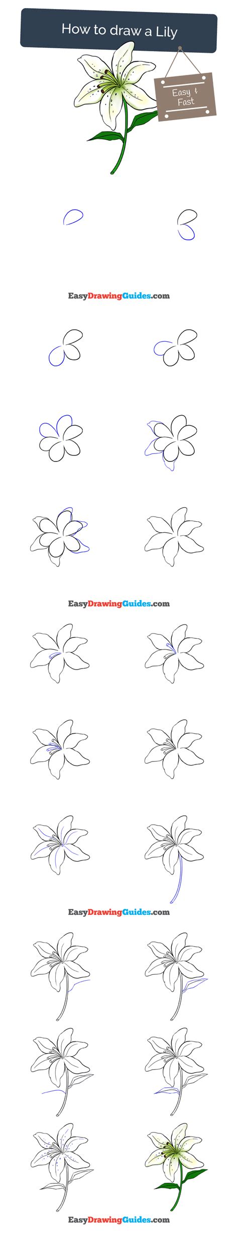 How To Draw A Lily In A Few Easy Steps Easy Drawing Guides Flower Drawing Tutorials Lilies