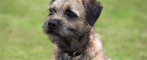 Spotlight Breed Affen Border Terrier Hot Dog On A Leash