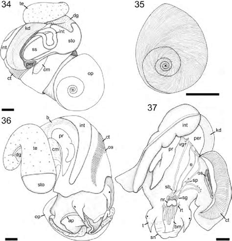 −37 External Anatomy Of Limnotrochus Thomsoni Zm 220065 Fig 34