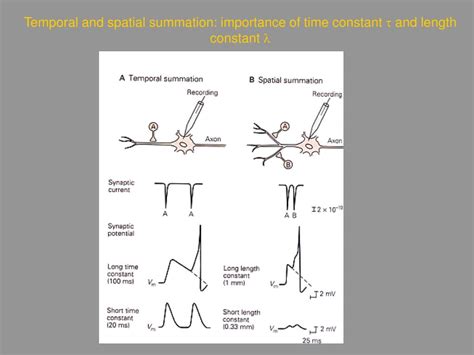 Ppt Monosynaptic Reflex Powerpoint Presentation Free Download Id