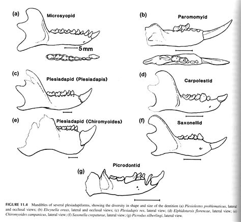 Fossil Primates
