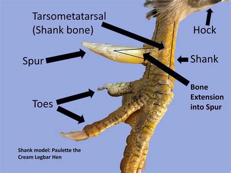 Can You Trim Rooster Spurs Essential Tips And How Tos