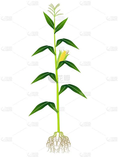 玉米植株在白色背景上 花瓣网