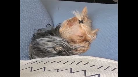 너무 졸려운 댕댕이 한쪽 눈 가린 포비 스타일 머리 요키 강아지 Youtube