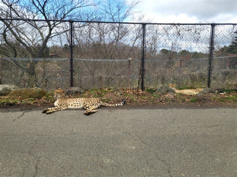 후쿠오카 벳푸 아이들과 일본 여행 필수코스 아프리칸 사파리 마이카 투어 후기 네이버 블로그