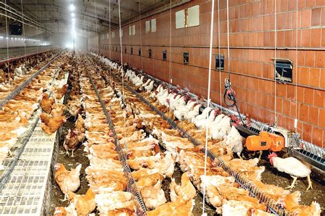 Optimal Broiler Production Big Dutchman