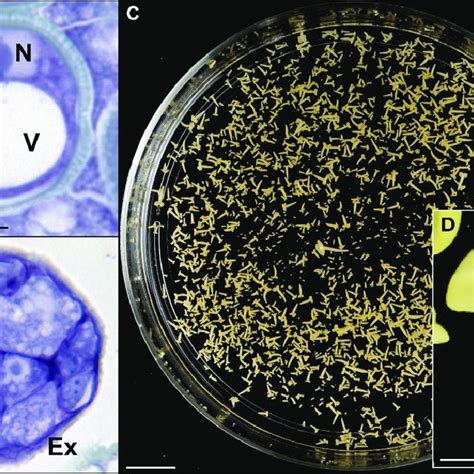 Main Stages Of Stress Induced Microspore Embryogenesis In Brassica