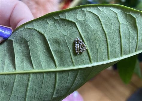 Bug Identification Rhouseplants