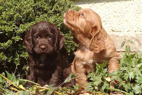 285 Best Cocker Spaniel Names Save Your Favorites
