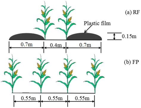 Effect Of Ridgefurrow With Plastic Film Mulching System And Different