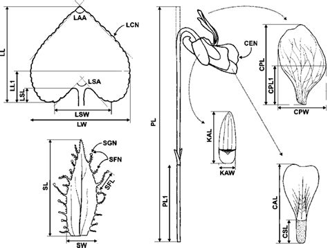 Morphological Characters Scored And Measured For Morphometric Analyses Download Scientific