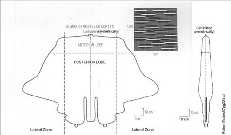 24 9 Unfolded Representation Of The Human Cerebellum Left Original