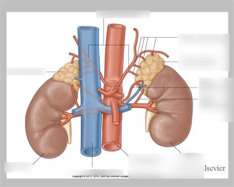 Adrenal Glands Diagram Quizlet