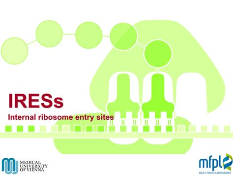 Kozak Consensus Sequence The Amount Of Protein Synthesized From A Given Mrna Also Depends On The
