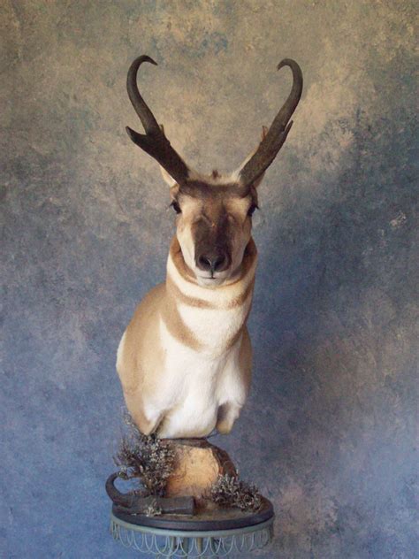Deer Creek Taxidermy Hulett Wy