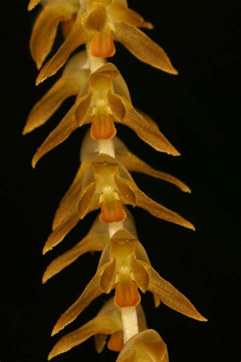 Dendrochilum Macranthum Gary Yong Gee