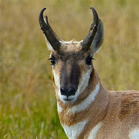 Sonoran Pronghorn Defenders Of Wildlife