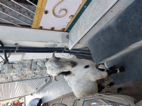 Tour Guide Manish 2025 All You Need To Know Before You Go With Reviews