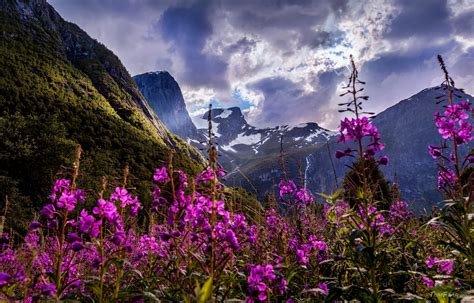 Purple Flowers In Norway Tomfear Tomfear
