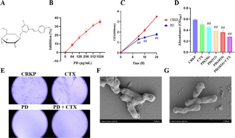 虎杖甙通过抑制生物膜形成和氧化应激来预防耐碳青霉烯类肺炎克雷伯菌对肺上皮细胞的损伤 Scientific Reports X Mol