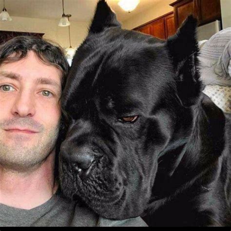 3318 Best Cane Corso Images On Pholder Cane Corso Rescuedogs And Aww