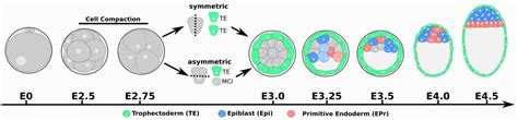 Michel Cohen Tannoudji Epiblast Primitive Endoderm Specification And Differentiation During