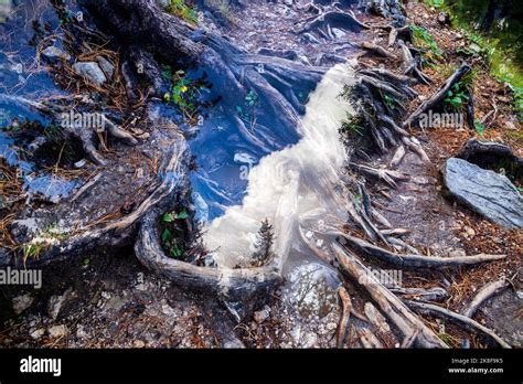 Tree Root Exposure Hi Res Stock Photography And Images Alamy