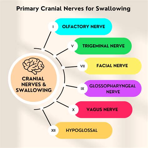 Cranial Nerves