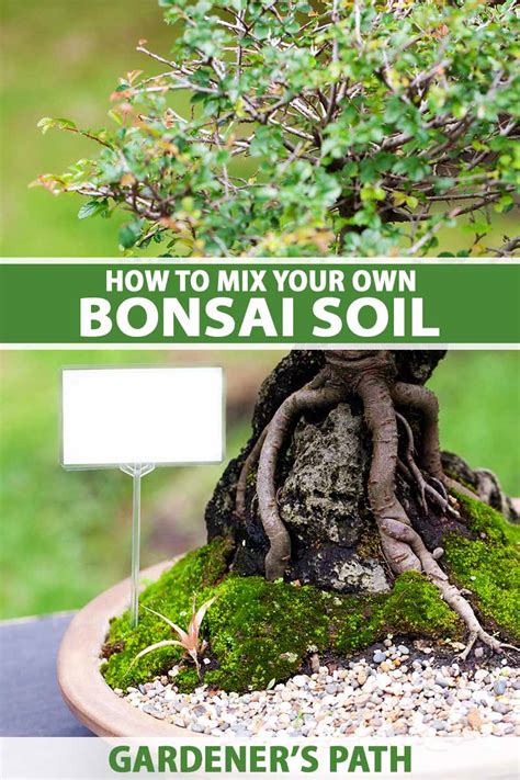 Bonsai Tree Soil At Cristal Lawrence Blog