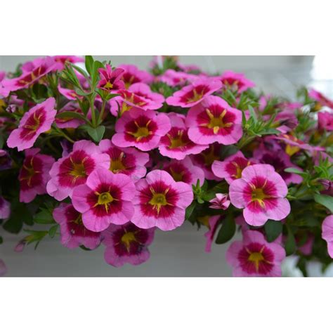 Calibrachoa Tik Tok® Rose