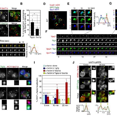 Dynamic Behavior Of The Tlg2p Residing Compartment Endocytic Vesicles Download Scientific