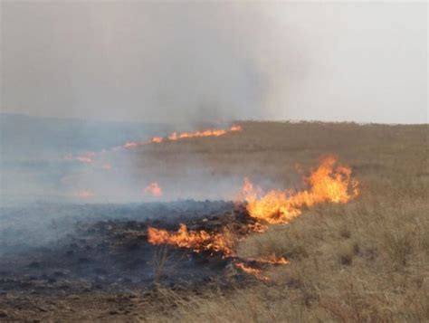 Нийт нутаг дэвсгэрийн 55 6 хувь нь ой хээрийн түймэрт өртөж байна Shugeluleegch Mn