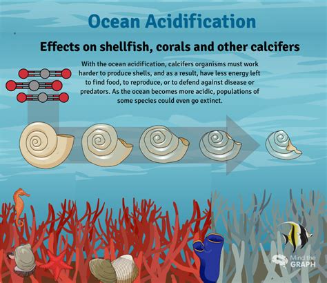 The Effect Of Ocean Acidity On Living Things By Eylulsahintevitol