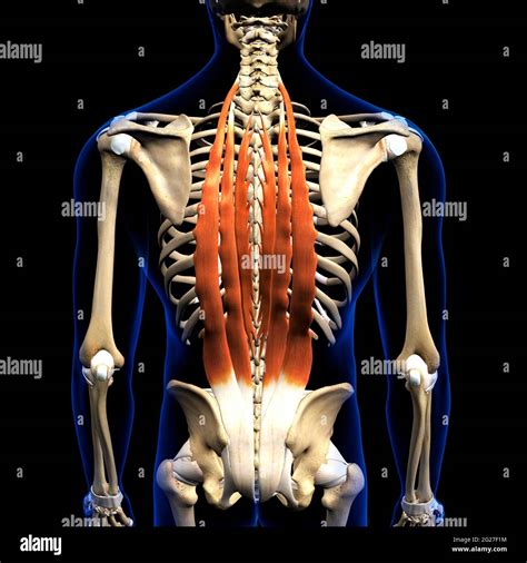 Erector Spinae Trigger Points