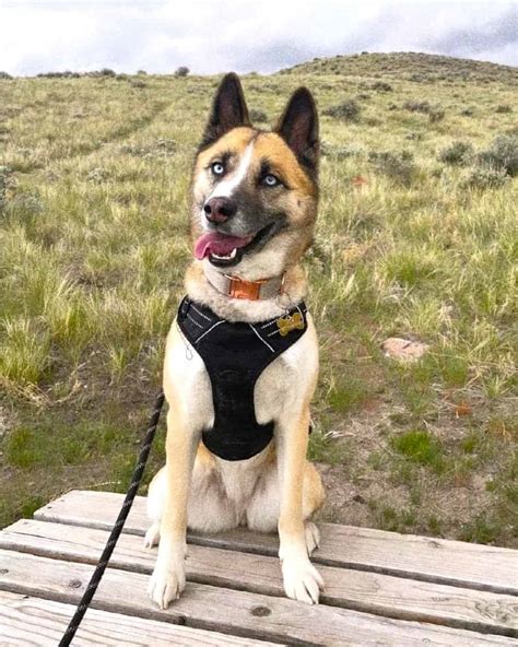 Akita Husky Mix Huskita Info Pictures Traits And Facts